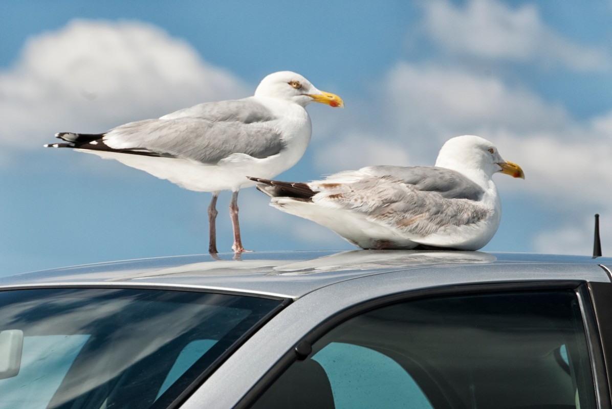 Australian shepherd and dog dad turn the car roof into a seagull ...