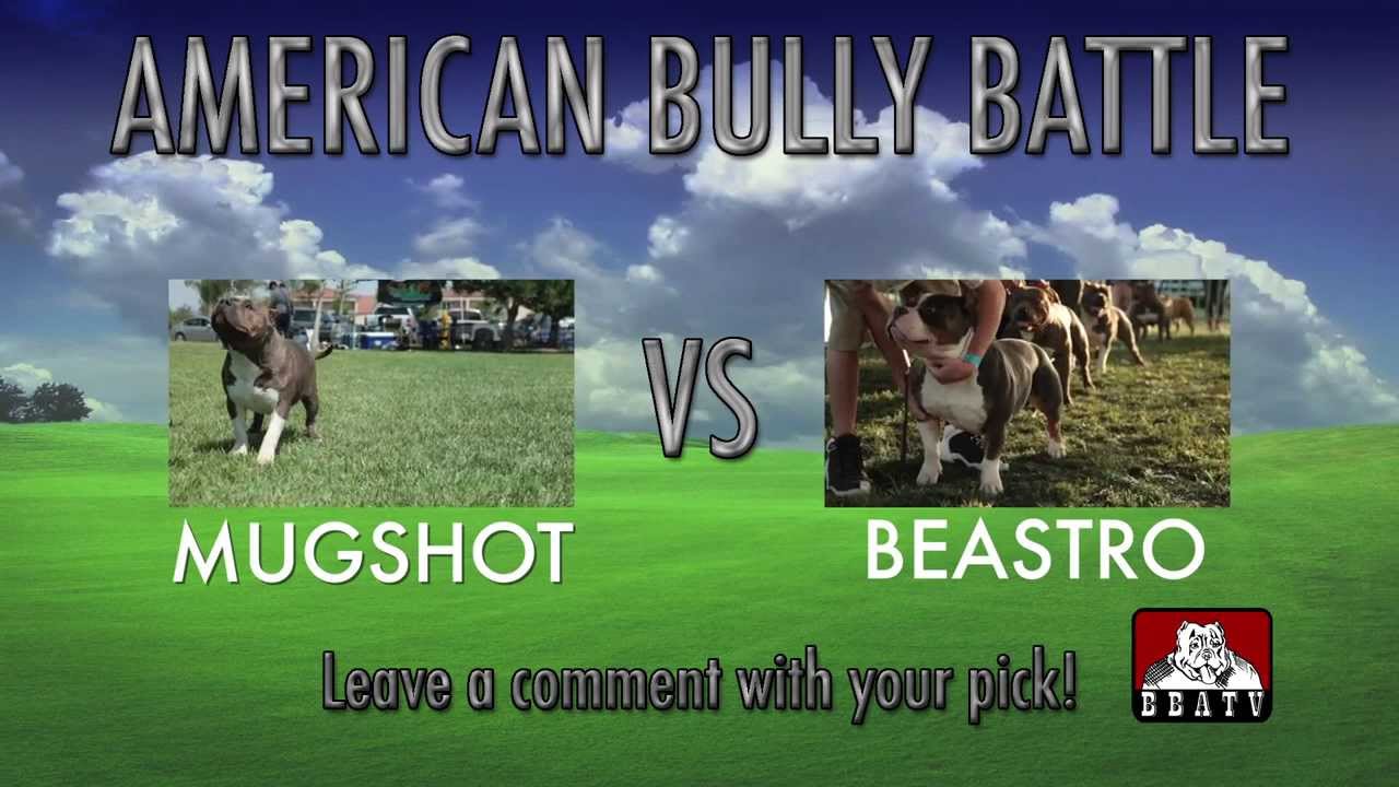 American bully battle - Mugshot vs. Beastro