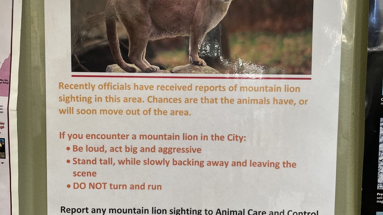 Mountain lion spotted in San Francisco's Pacific Heights neighborhood