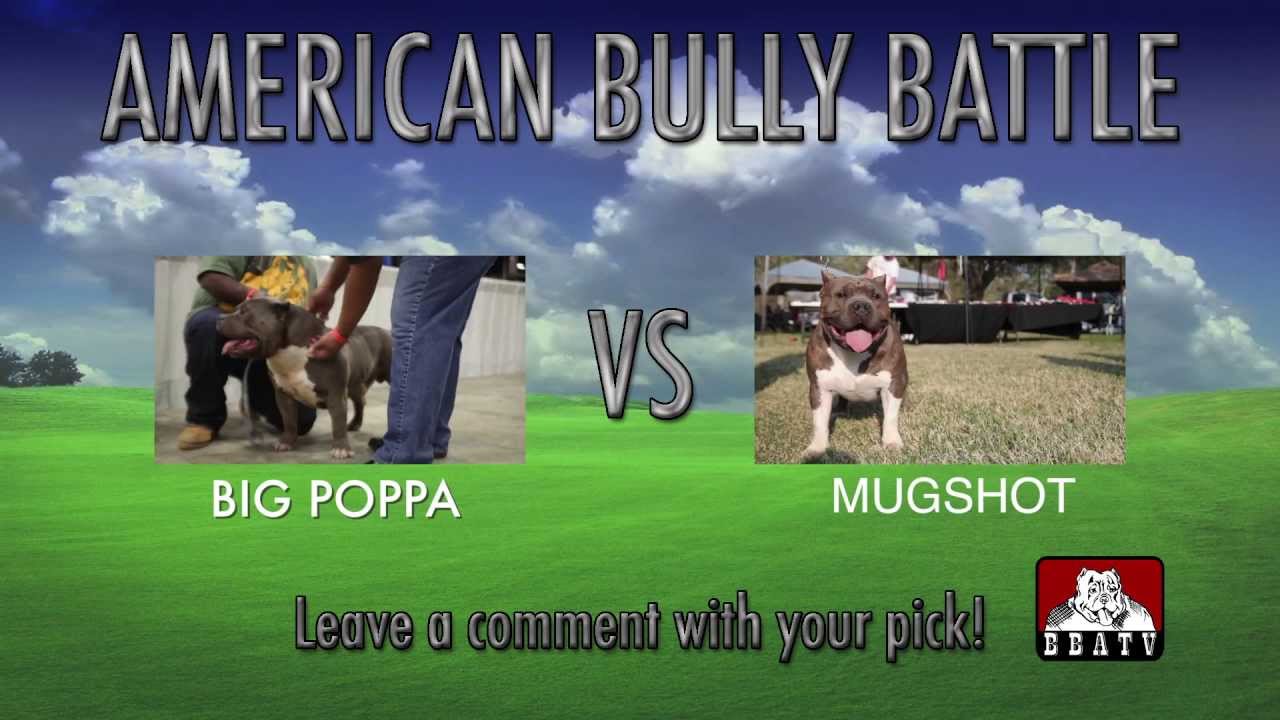 American bully battle - Big Poppa vs. Mugshot