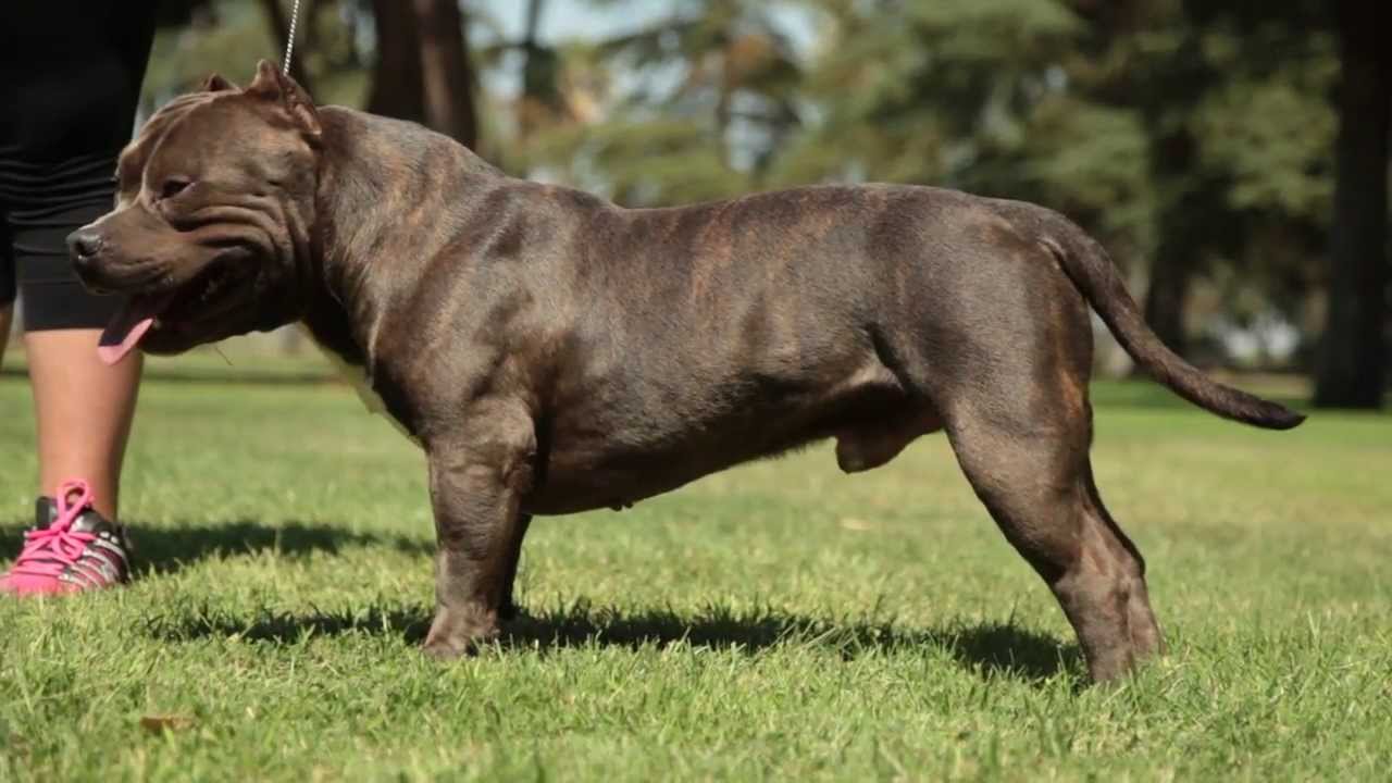 American bully - Lil' Boss