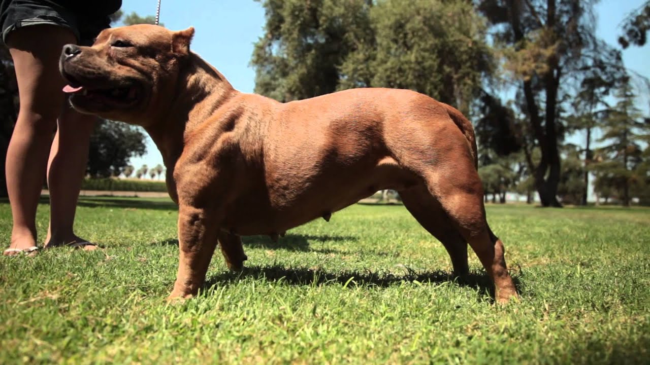 American bully - Carmella
