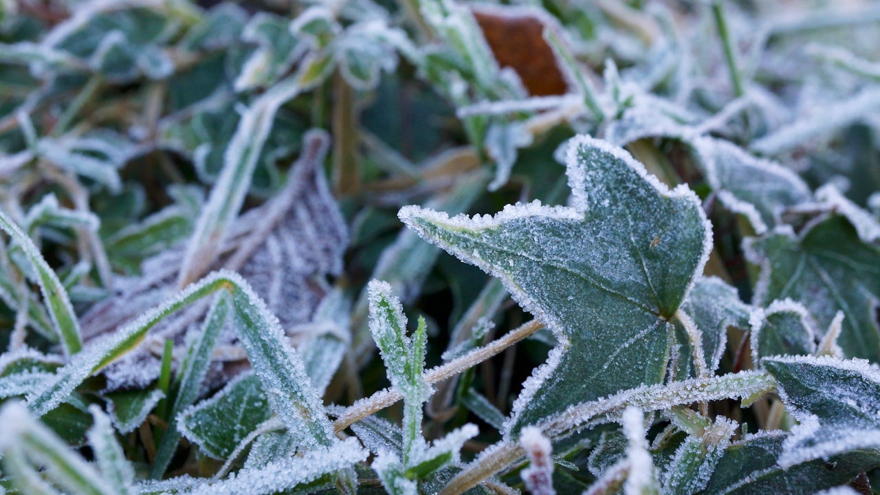 Central Florida farmers protect crops as prolonged freeze threatens region