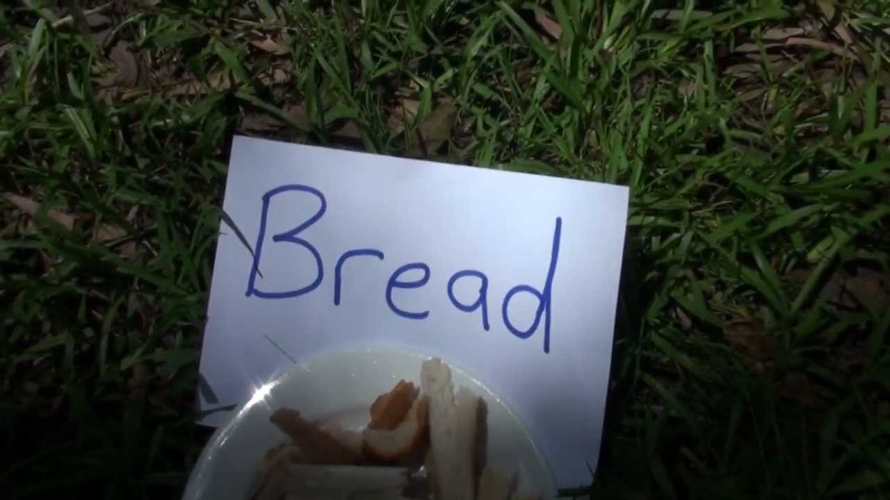 Chicken feed test for laying hens.mp4