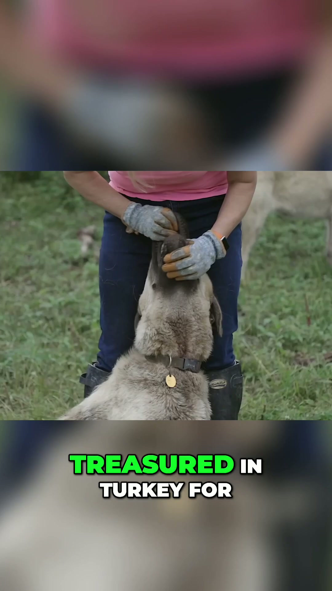Kangal dogs, Turkey’s majestic guardians of livestock