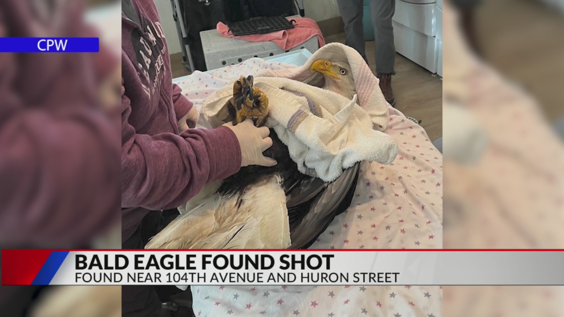 Info sought after bald eagle shot in Northglenn