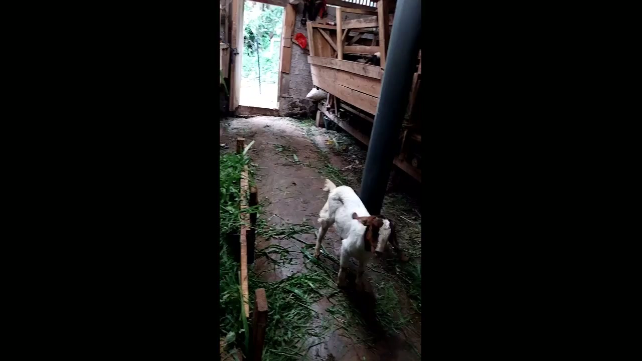 Goat slips off wooden platform in Cianjur, West Java, Indonesia