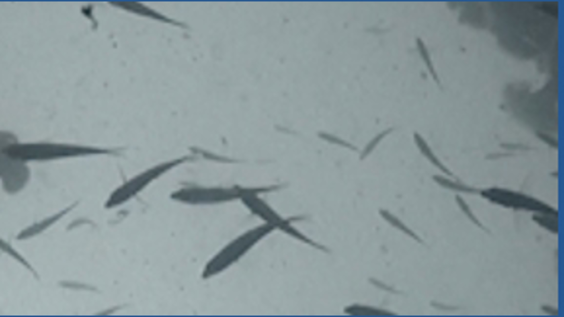 Divers push for underwater park in Mukilteo