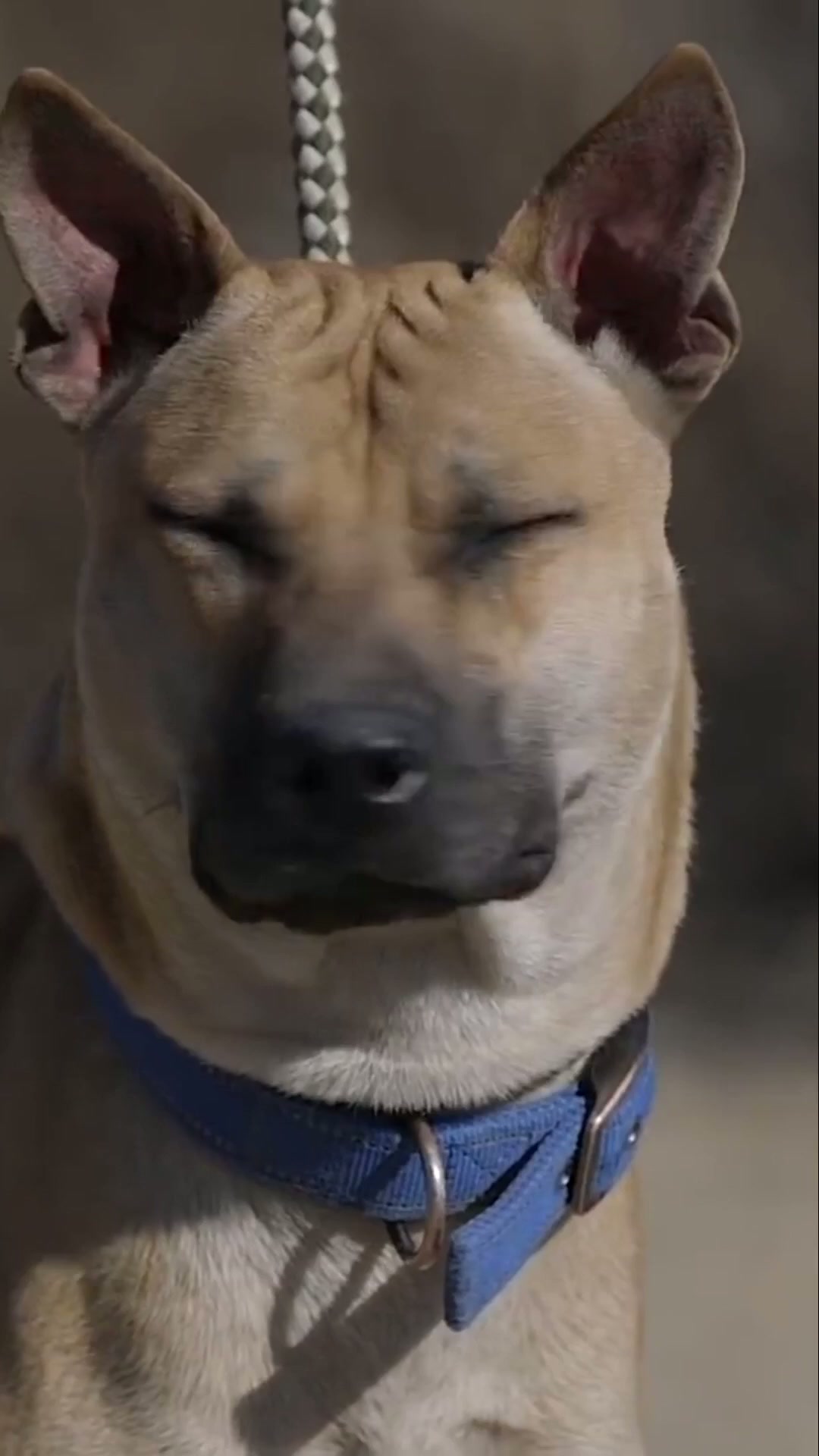 The Phu Quoc Ridgeback traits revolution you never knew existed