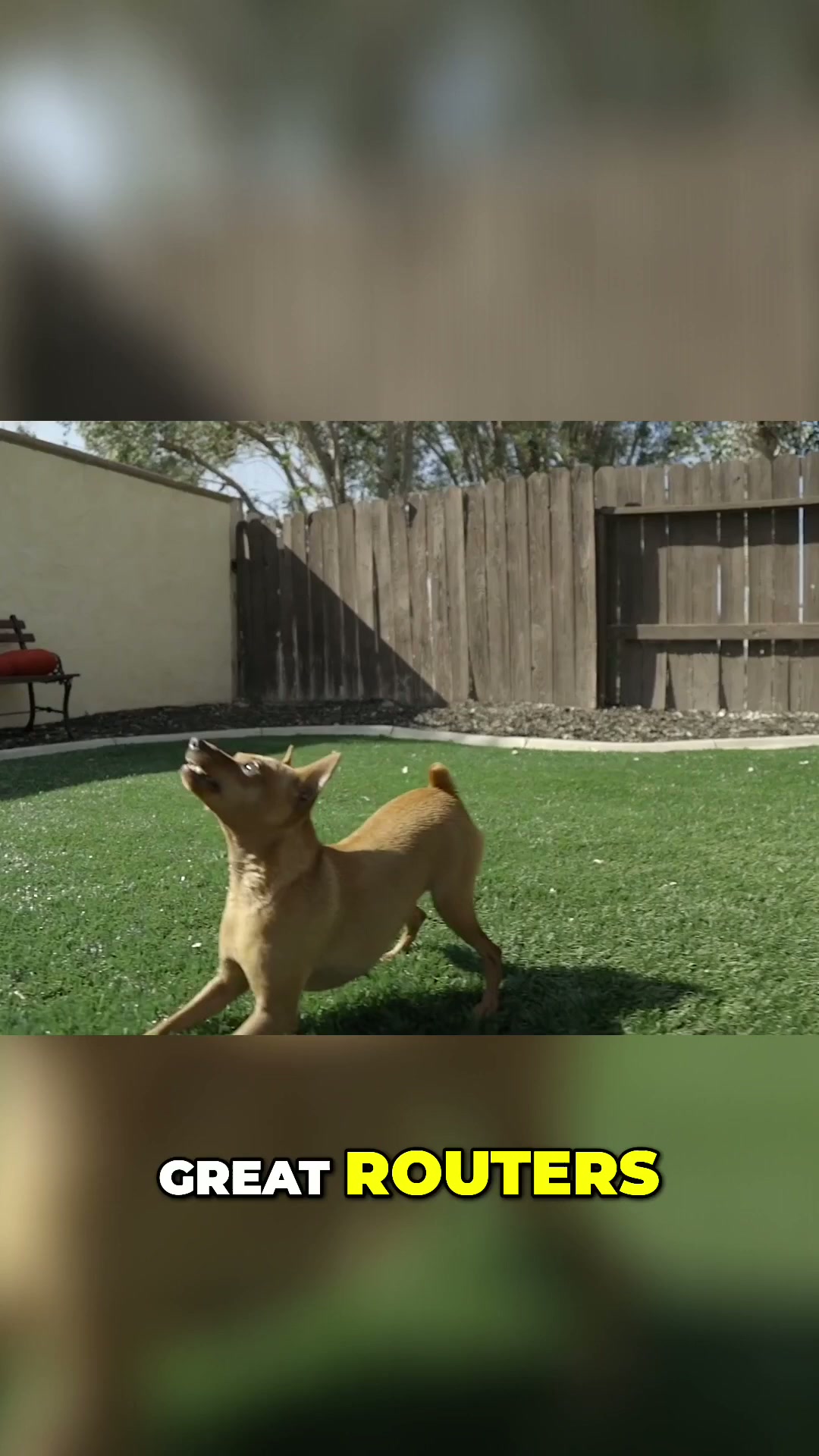 Why Miniature Pinchers are the Ultimate Ratters