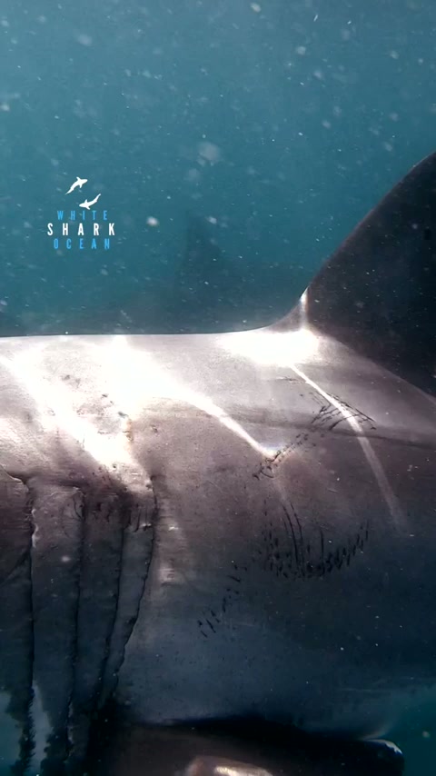 2 great white sharks giving each other space #greatwhite