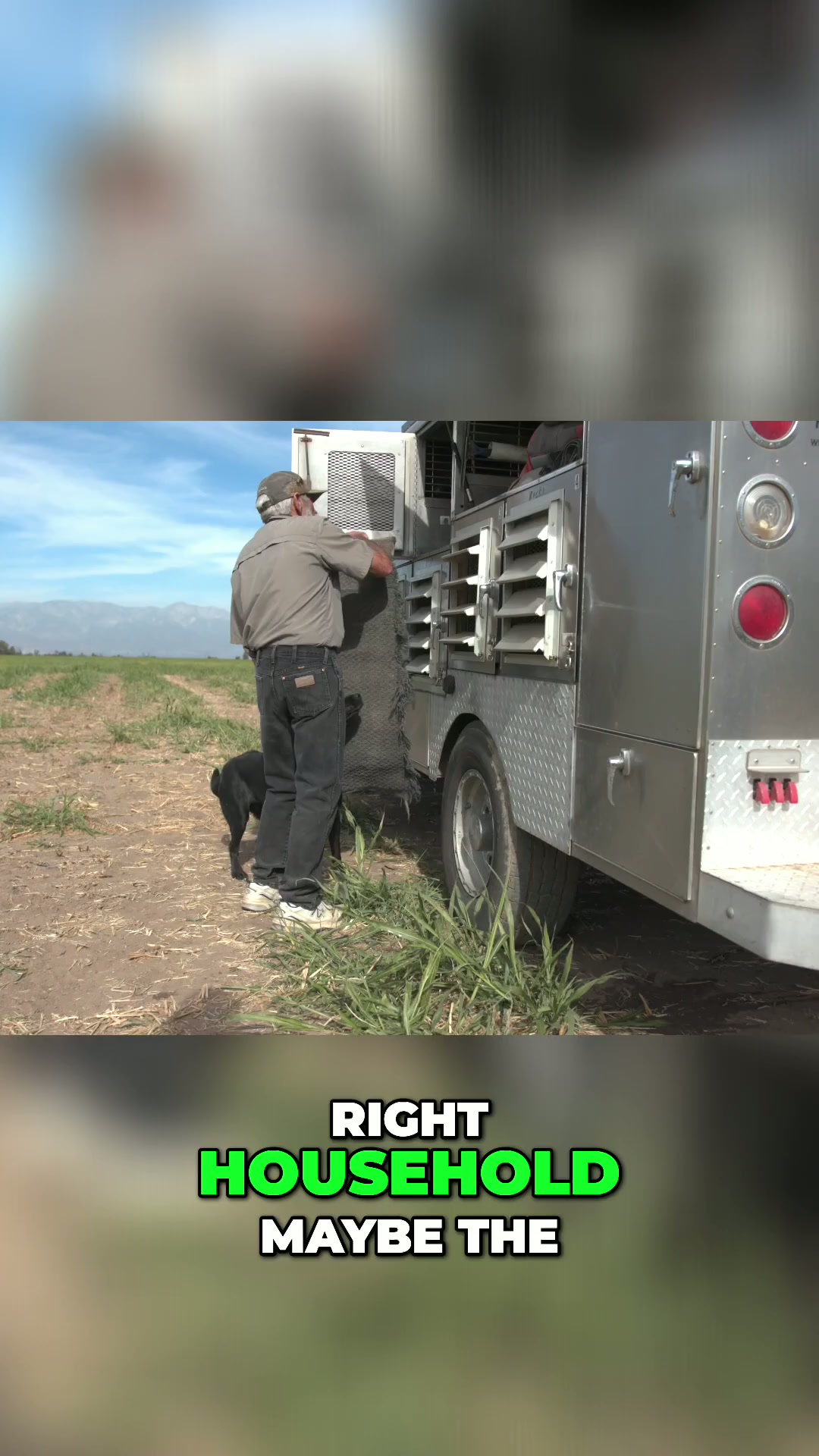 Finding every dog's perfect home for happiness