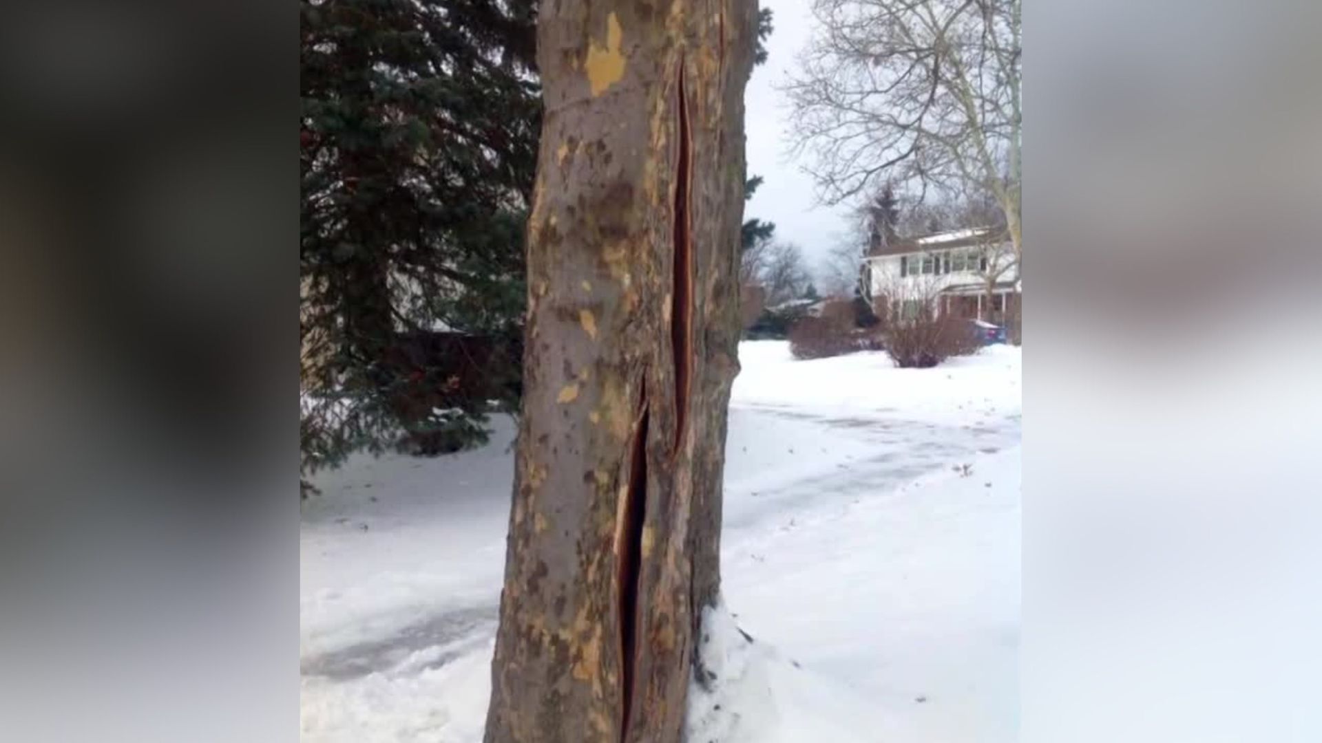 Are trees really 'exploding' in the cold? Here’s what’s actually happening
