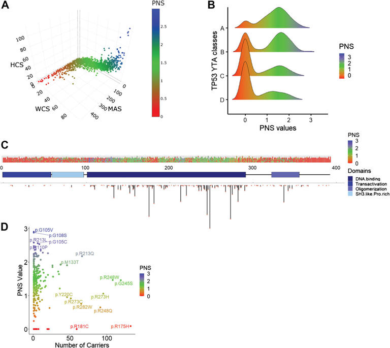 Li-Fraumeni syndrome: How the immune system may shape inherited cancer risk