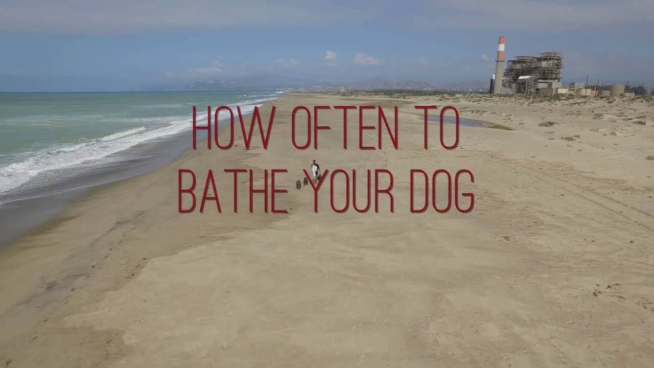 How often should you wash your dirty dog?