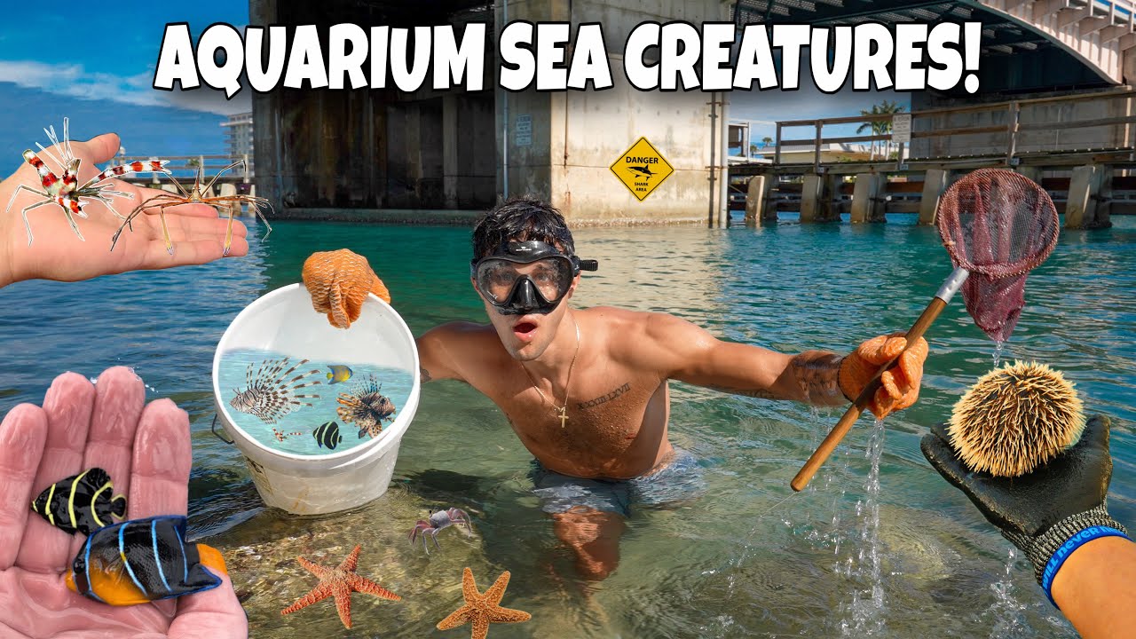 Catching exotic underwater creatures for my aquarium!