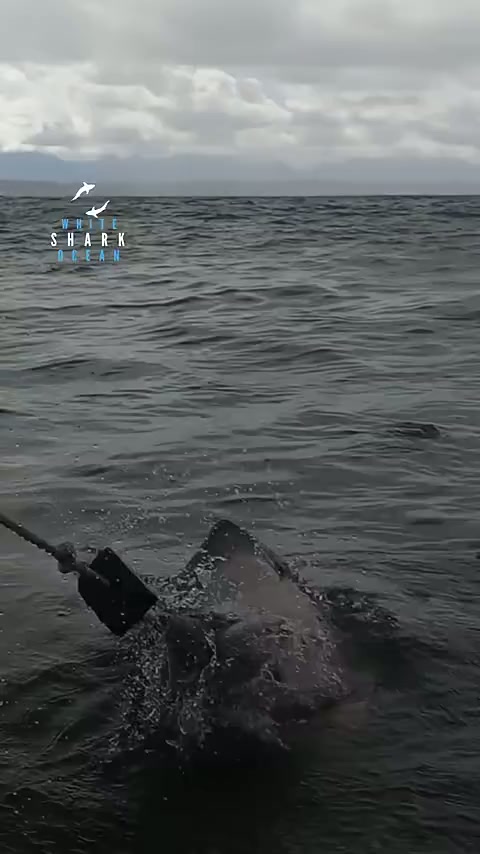 Great White Shark Huge Dorsal Cuts Through The Water