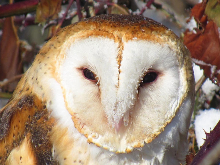 American barn owl: Ghostly bird of prey
