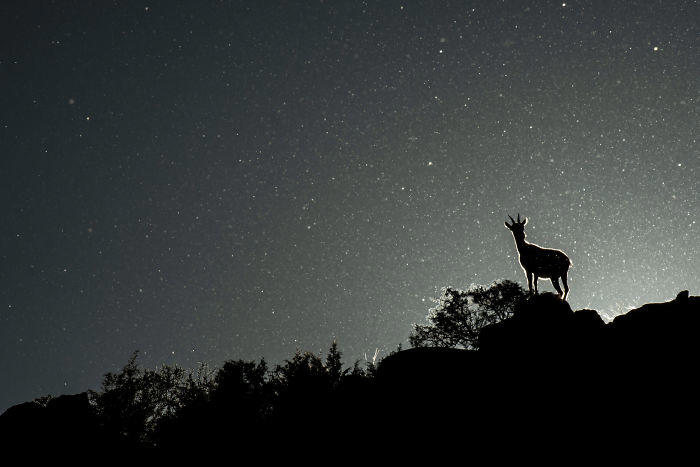 The 30 winning pictures of the 2019 Nature Photographer of the Year