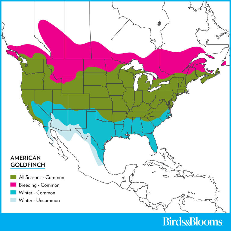 How to identify an American goldfinch