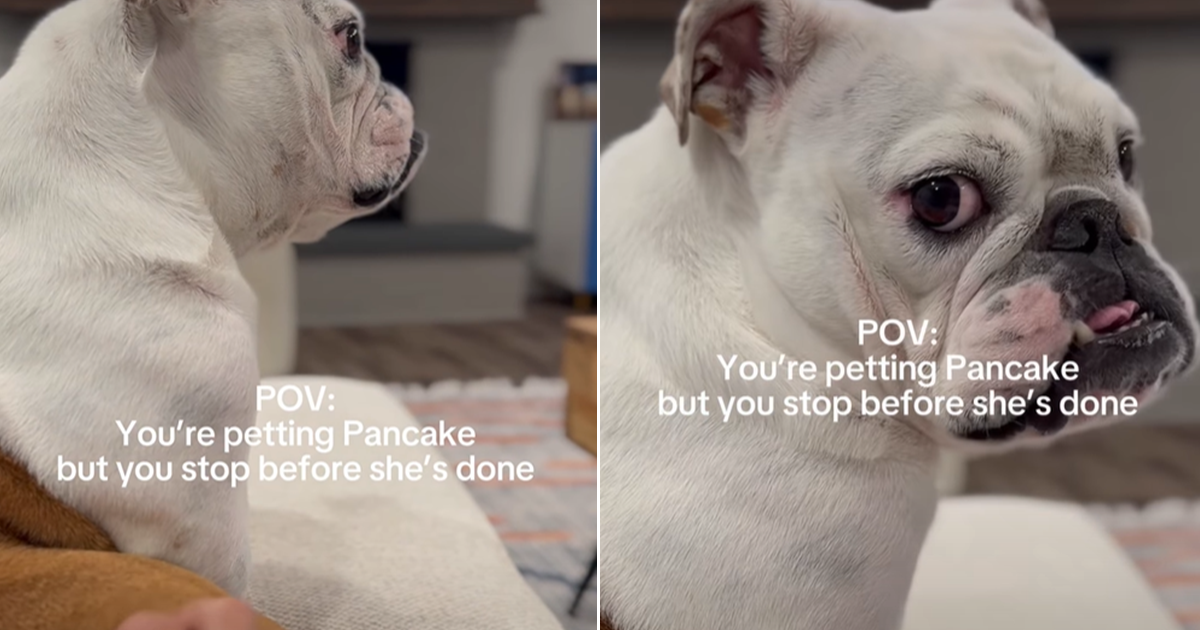 Video: Dog reacts when the petting stops ahead of time