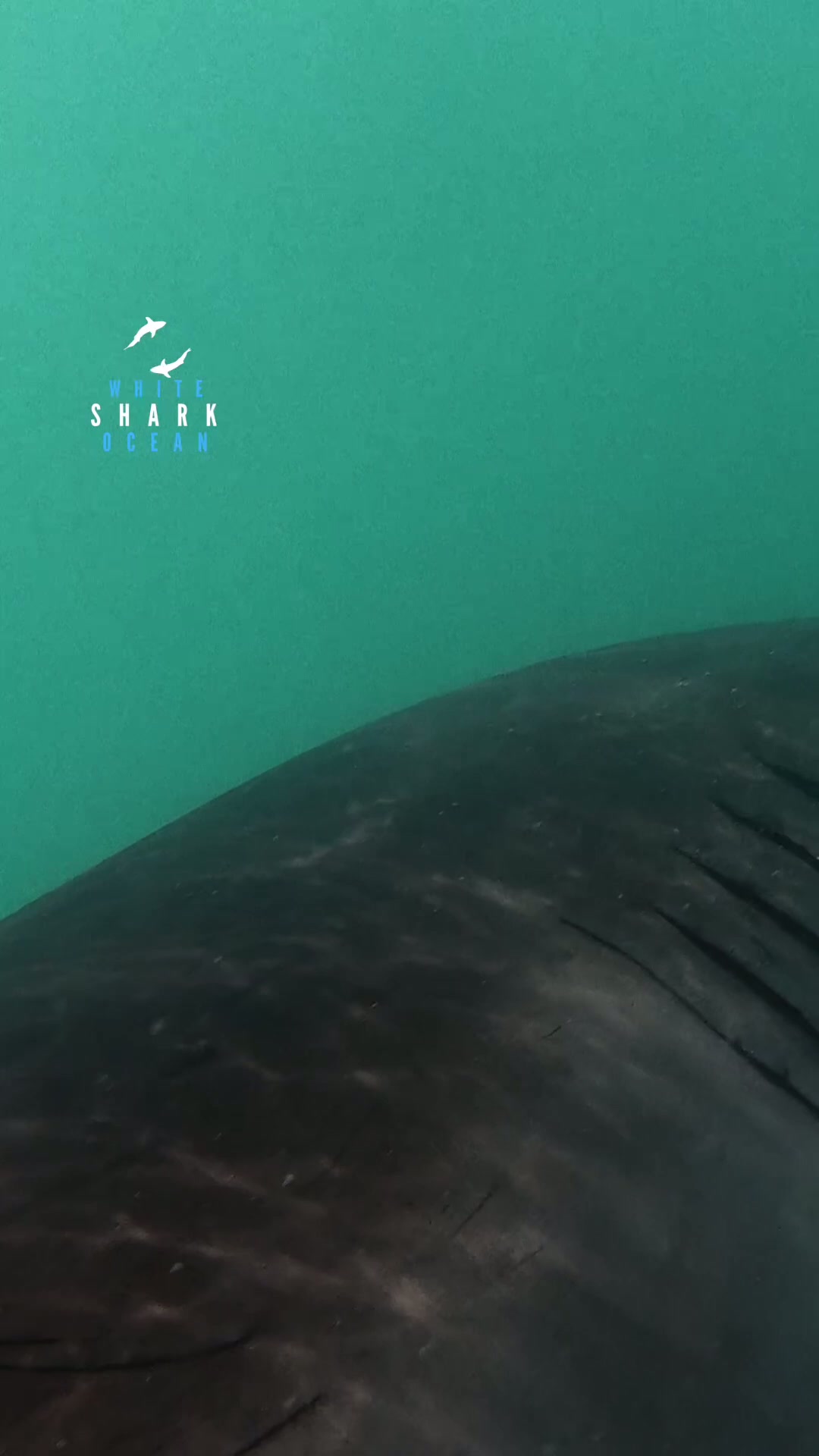 Cute great white shark comes to visit