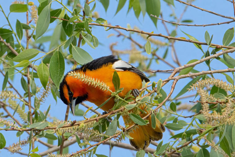 How to identify a Bullock’s oriole