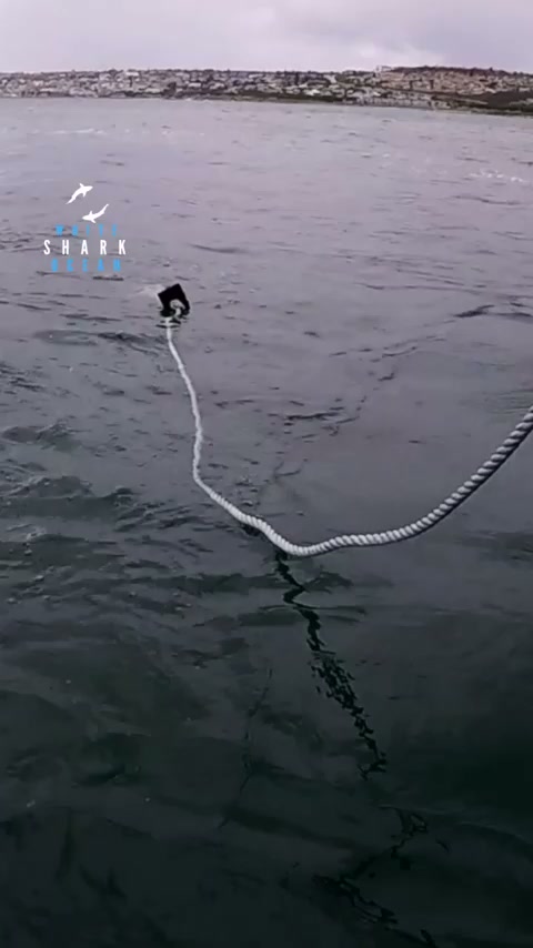 Great White Shark Lunge In Front Of Mossel Bay