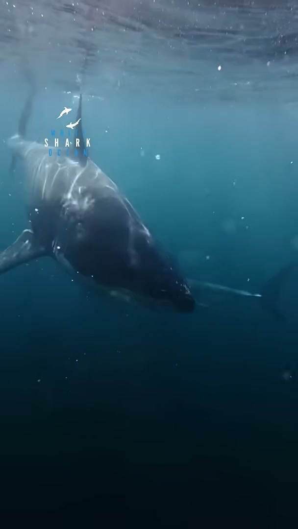 Great white sharks giving each other space