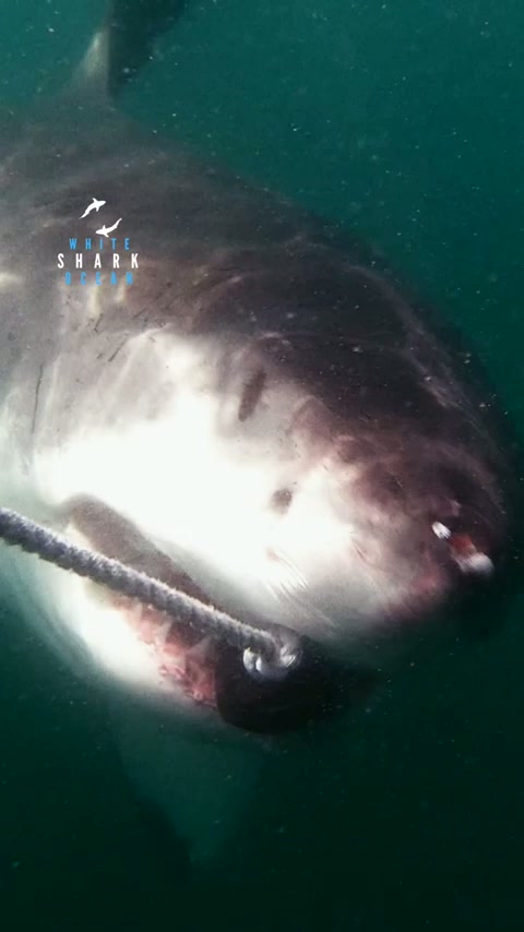 Great white sharks razor shark teeth slice through the bait line