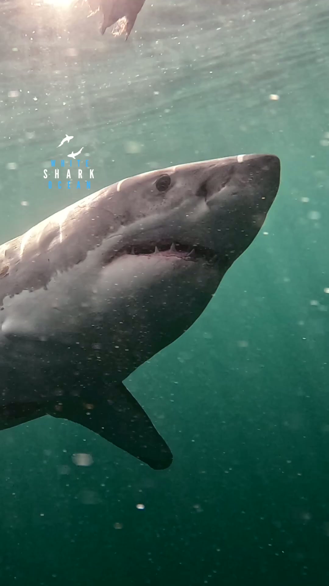 Great white shark cruising overhead in New Zealand