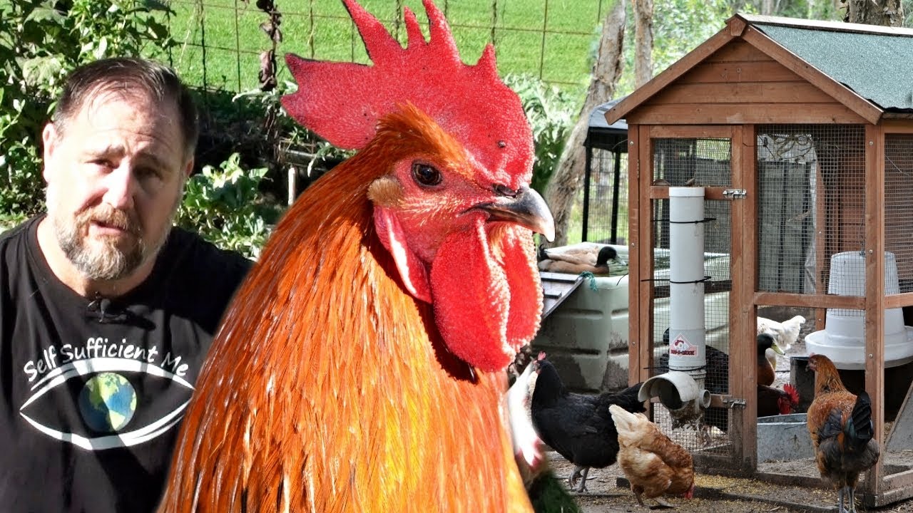 Can you live off just chickens & vegetable garden?