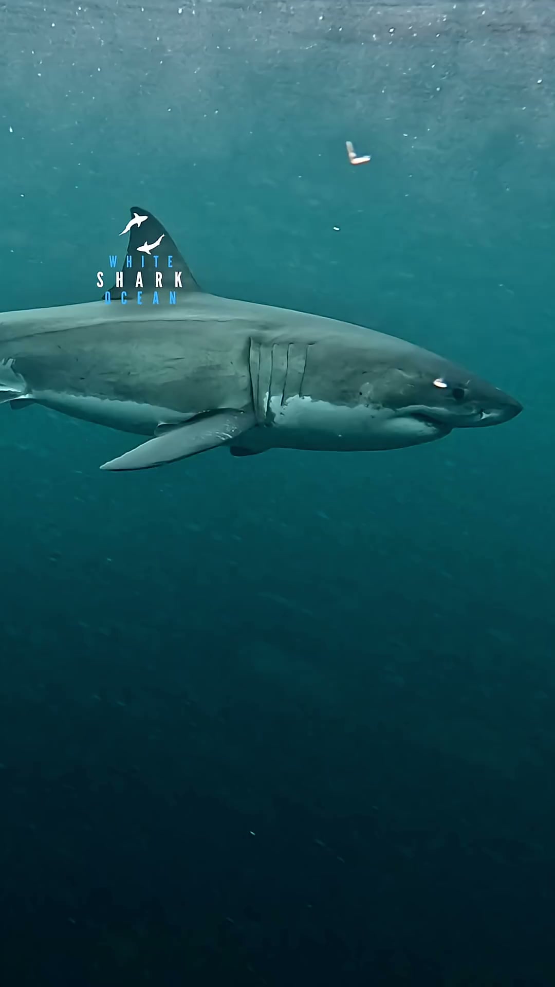 Great white shark silently cruising under the surface