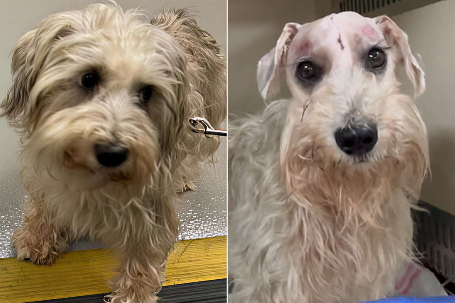 Active dog starts struggling to use stairs. Then vet finds a rare ...