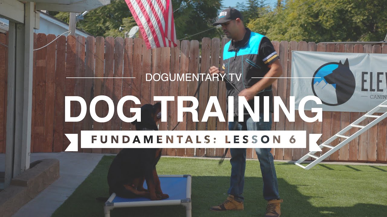 Dog training fundamentals: Lesson 6: Duration, distraction, & distance