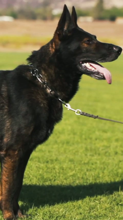 Guard dogs are the best! #shorts