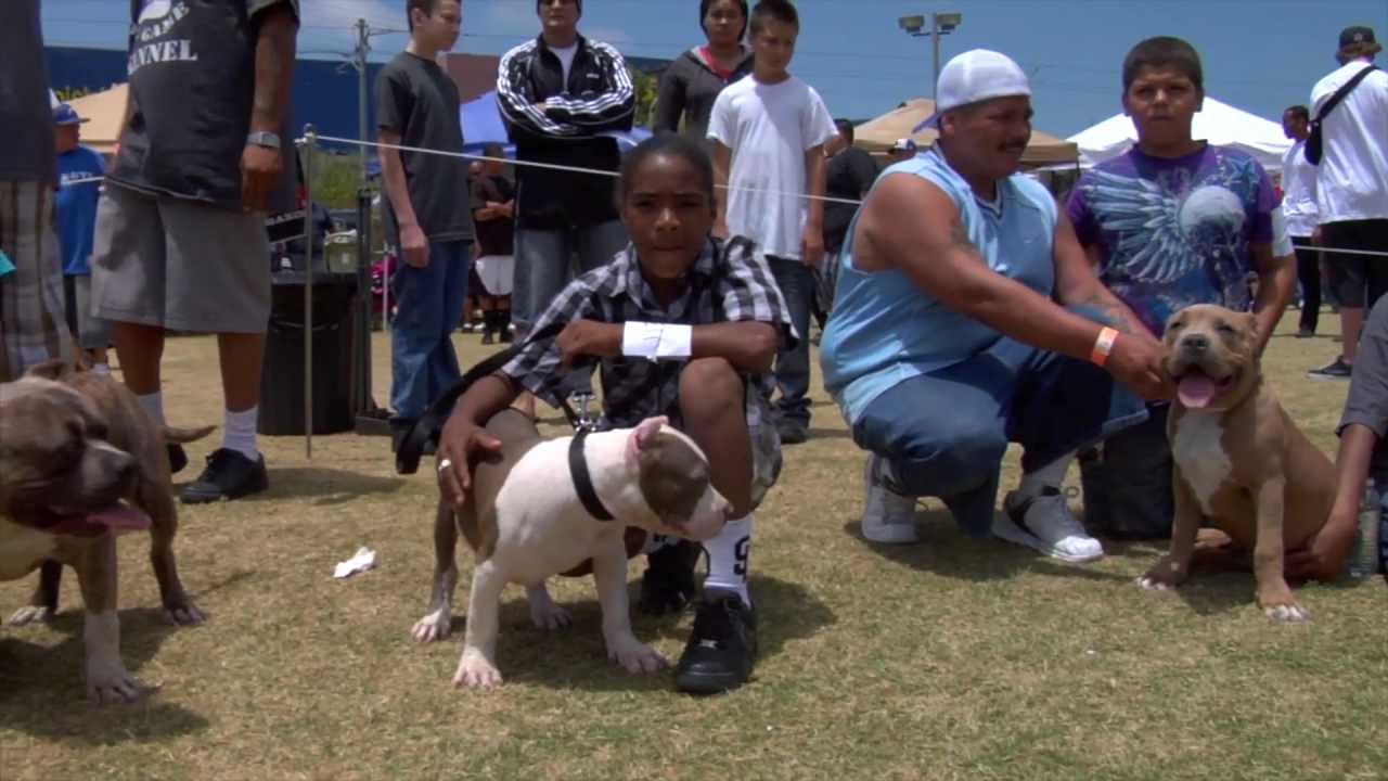 American Bully Registry - ABBA