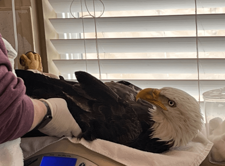 Investigators seek information after bald eagle shot in Northglenn
