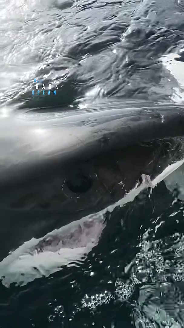 Great white shark mouthing the cage to see what it is