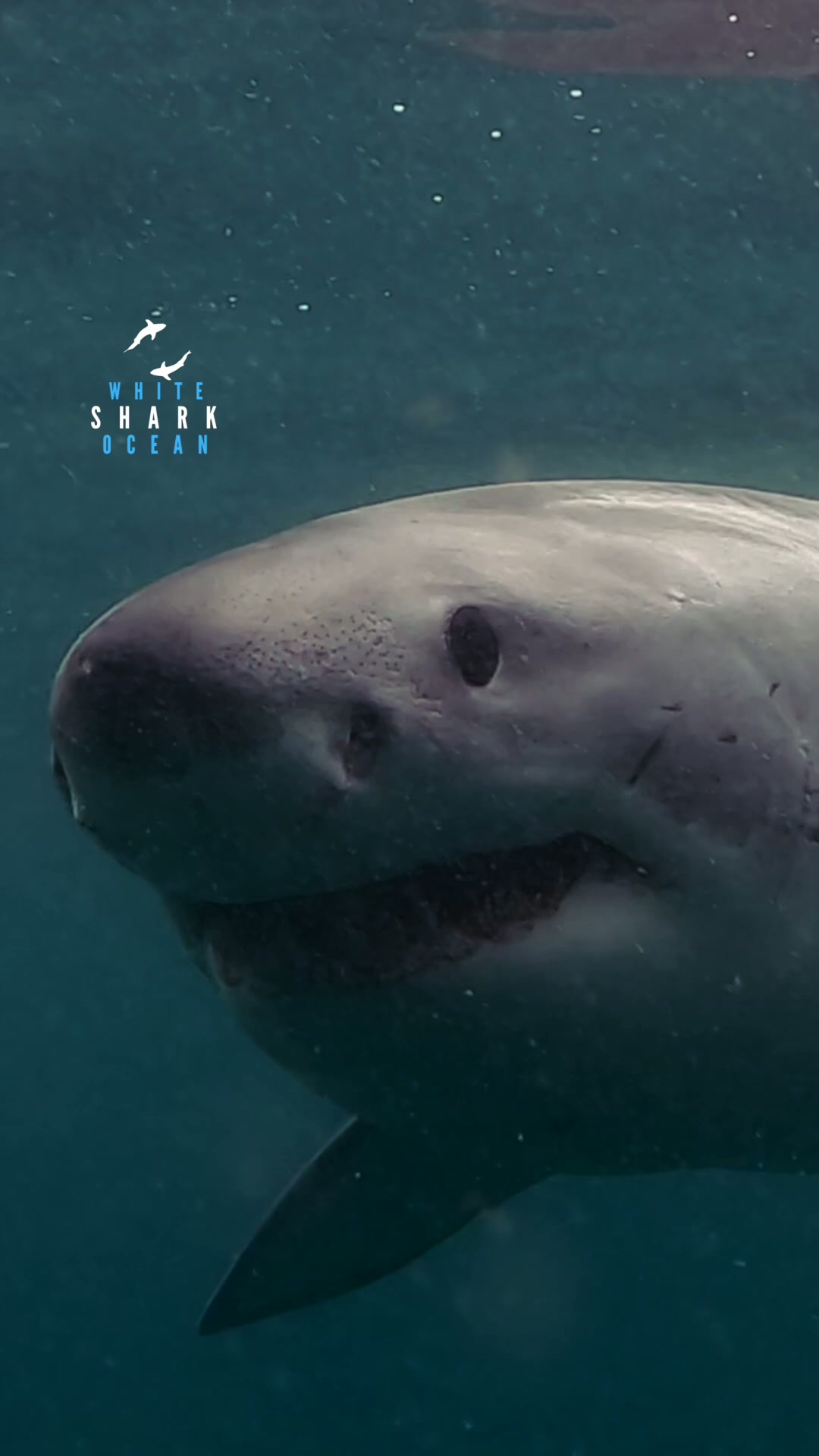 Big Great White Shark Approaches Cautiously