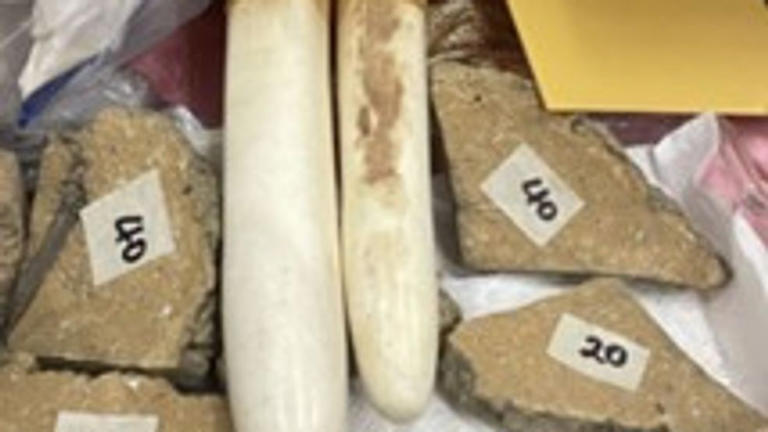 CDFW dismantles wildlife trafficking operation with endangered species ...