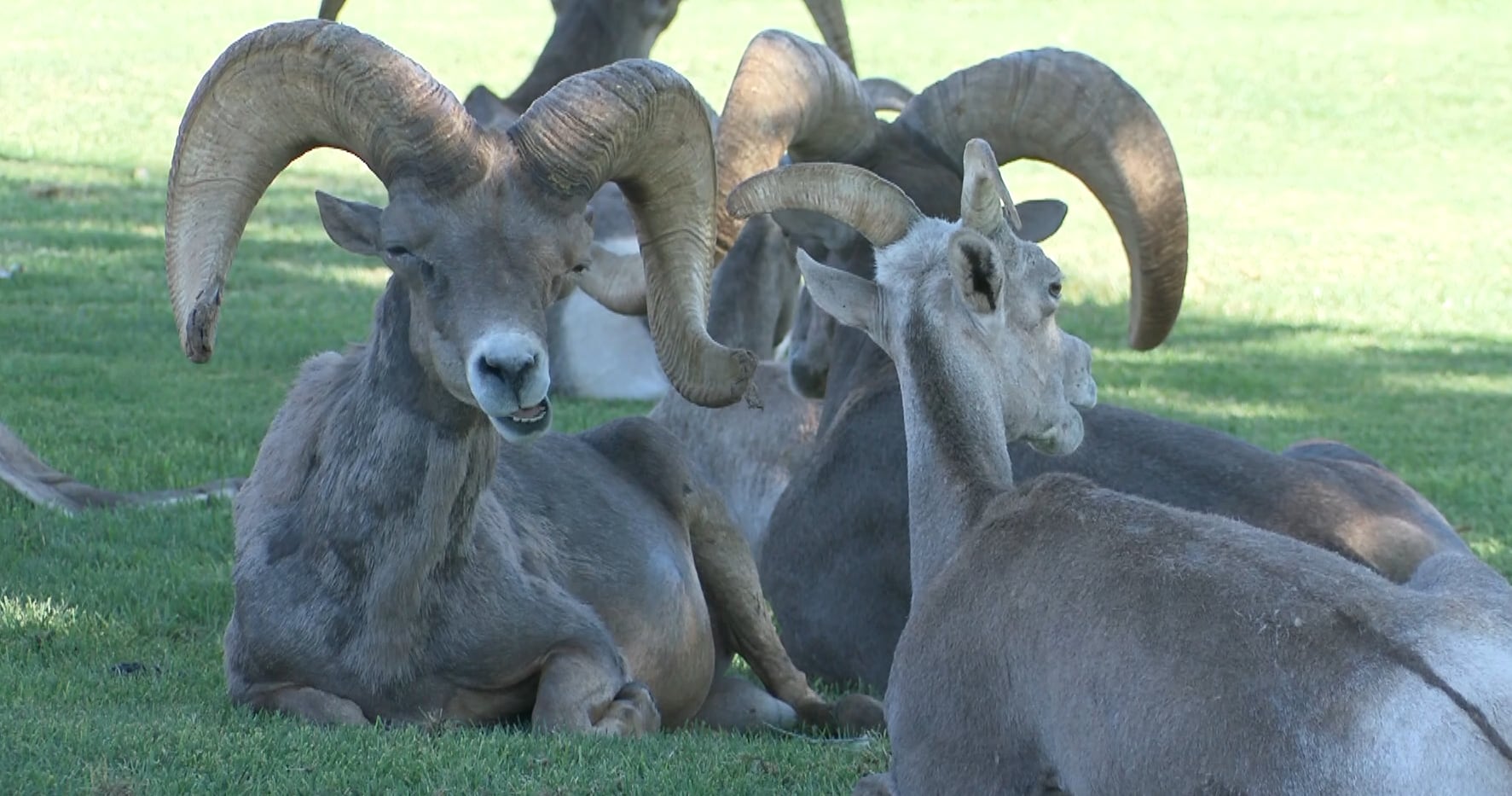 Boulder City bighorn sheep herd continues decline due to persistent illness