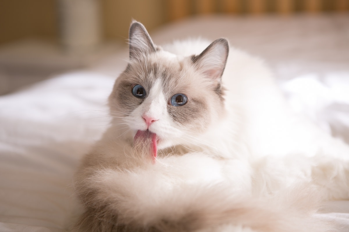 Ragdoll cat playing in baby’s bassinet is getting his money’s worth