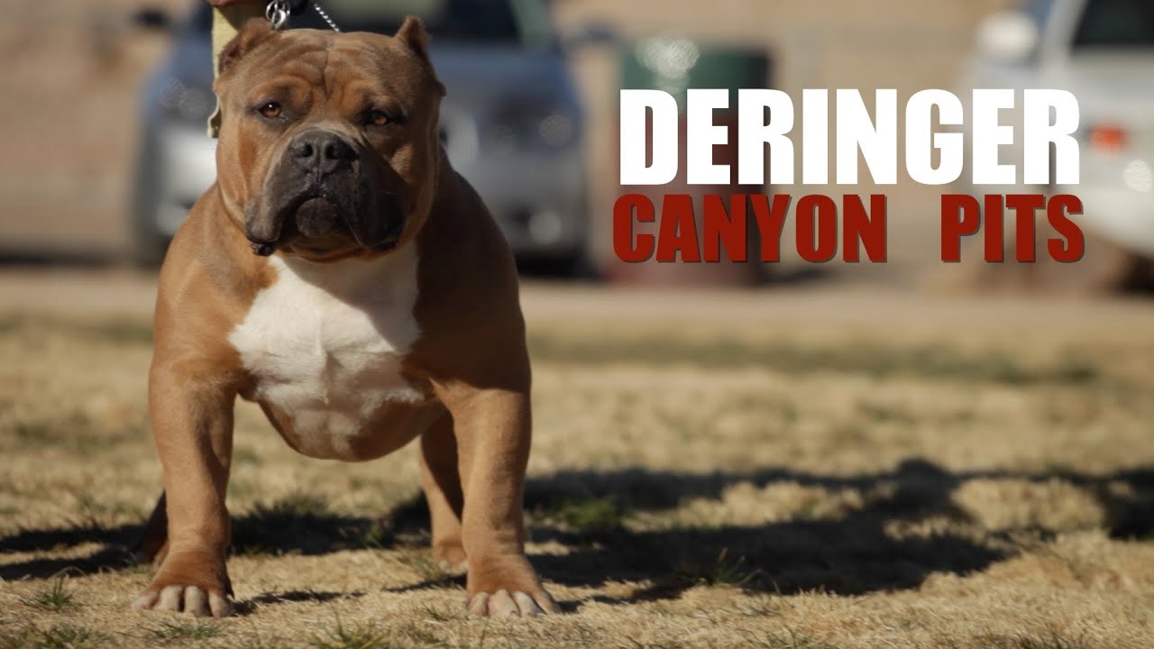 American Bully - Deringer