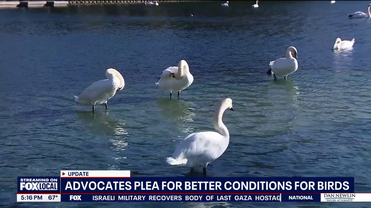 Advocates raise concerns over lake conditions after bird deaths