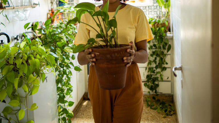 14 plants that will survive living in your low-light kitchen