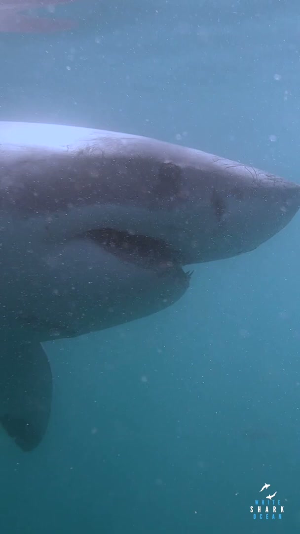 Great white shark, guardian of the ocean #shorts