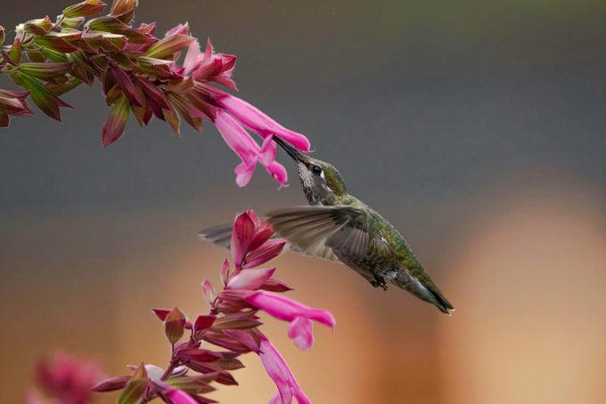 Identify and attract an Anna’s hummingbird