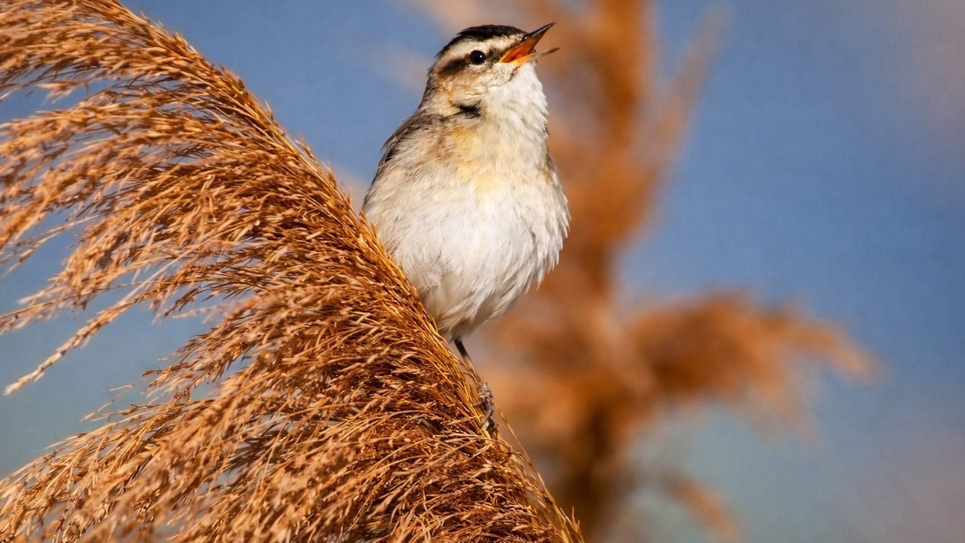 It didn’t notice me, too busy singing