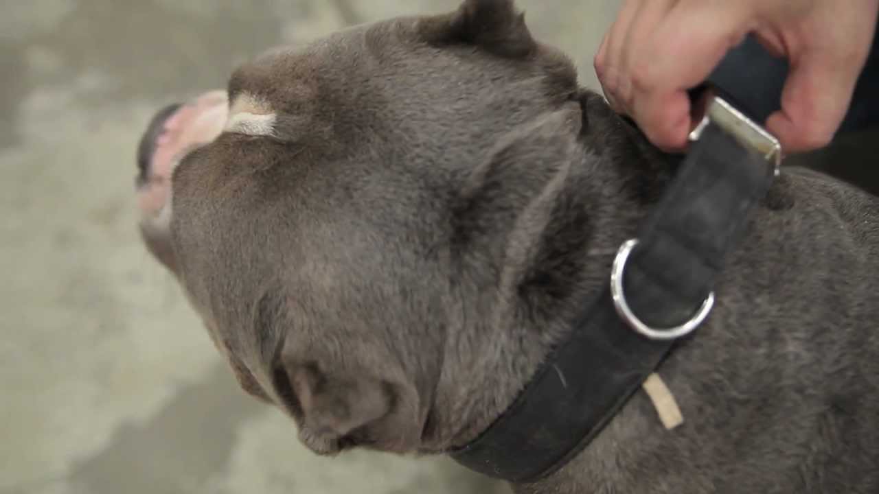 American bully - Bentley